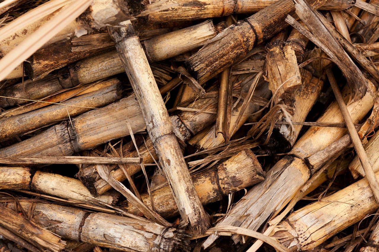 What is Biomass? Types and Examples