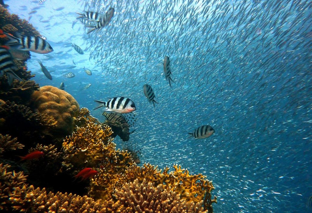 Clima Costero: [Características, Fauna, Flora y Temperatura]