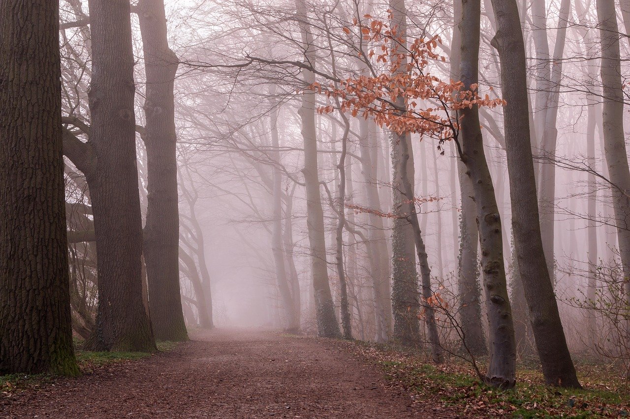 Bosque Templado de Frondosas: [Características, Fauna, Flora y Temperatura]