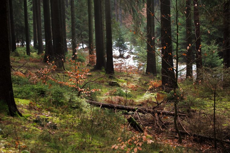 Bosque Templado de Coníferas: [Características, Fauna, Flora y Temperatura]