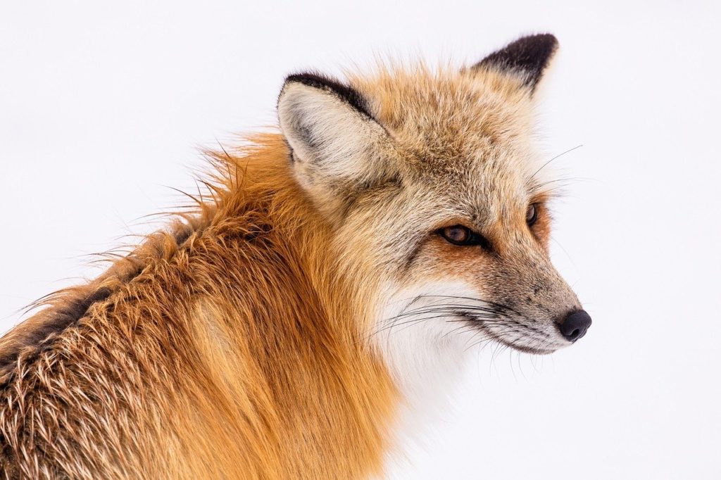 Desiertos: [Ubicación, Características, Flora, Fauna y Temperaturas]