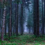 Bosque Subtropical de Coníferas: [Características, Fauna, Flora y ...