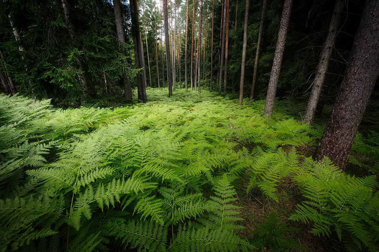 Selva Lluviosa: [Características, Fauna, Flora y Temperatura]