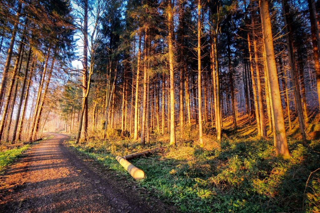 Bosque Subtropical de Coníferas: [Características, Fauna, Flora y ...