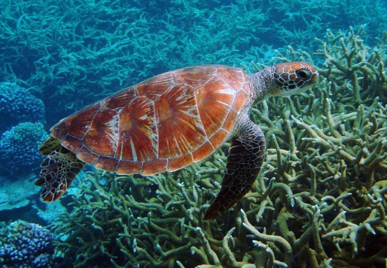 Islas Oceánicas: [Características, Fauna, Flora y Temperatura]