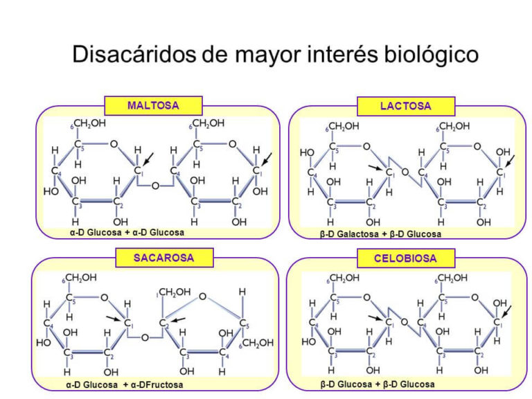Disacáridos: [Concepto, Clasificación, Fórmula y Alimentos]
