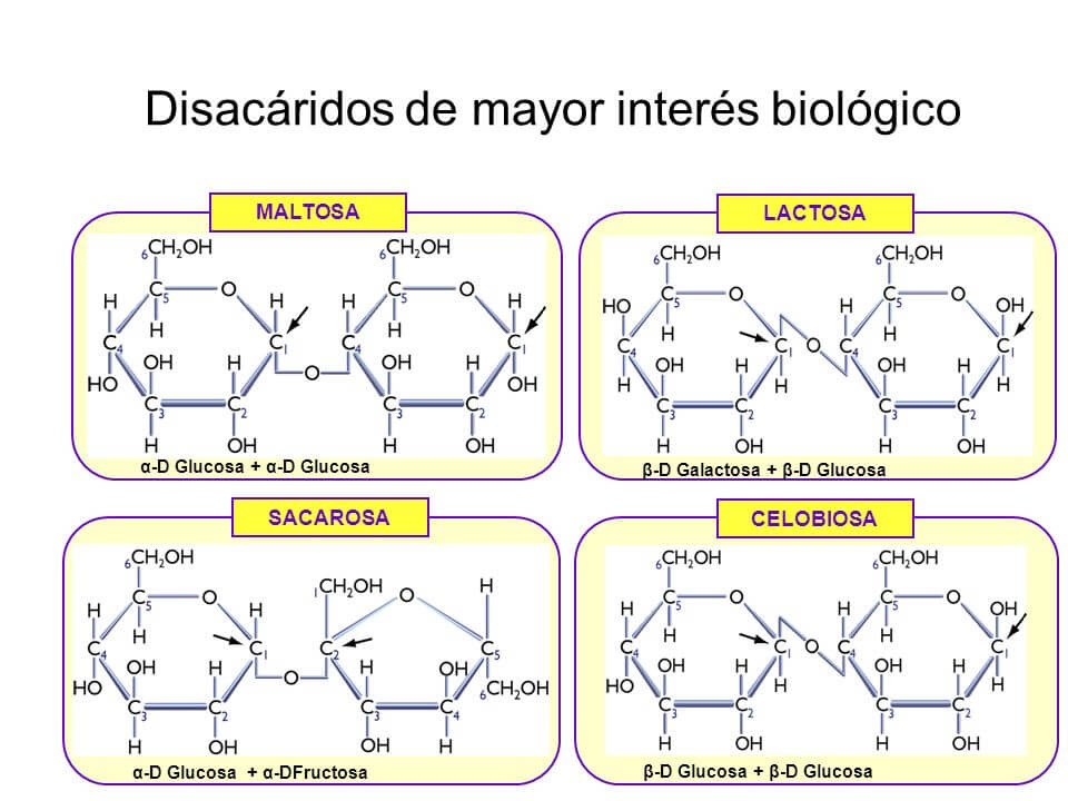 Disacáridos: [Concepto, Clasificación, Fórmula y Alimentos]