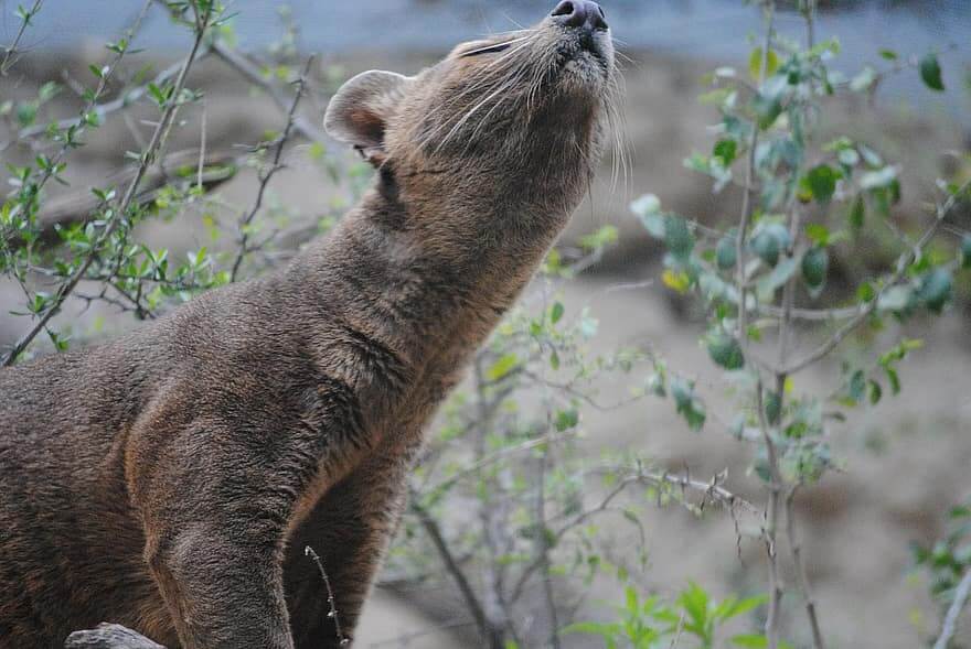 Fosa animal: [Alimentación, Reproducción, Hábitat y Tamaño]