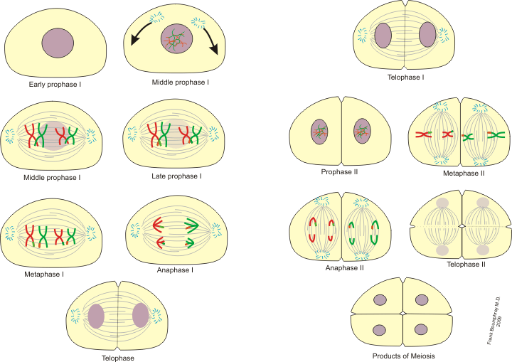 Fases de la Meiosis: [Concepto, Divisiones Celulares e Importancia]