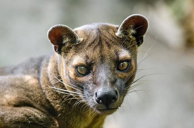 Fosa animal: [Alimentación, Reproducción, Hábitat y Tamaño]