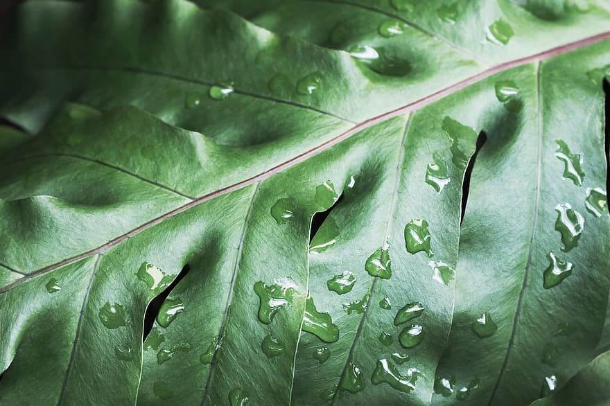 Clima Tropical Húmedo: [Concepto, Características, Flora, Fauna y ...