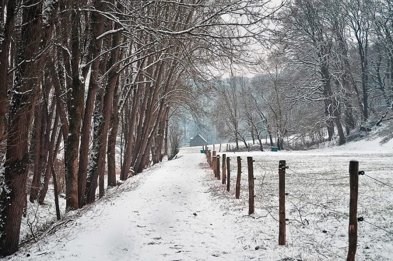 Clima Continental: [Concepto, Características, Flora, Fauna y Temperatura]
