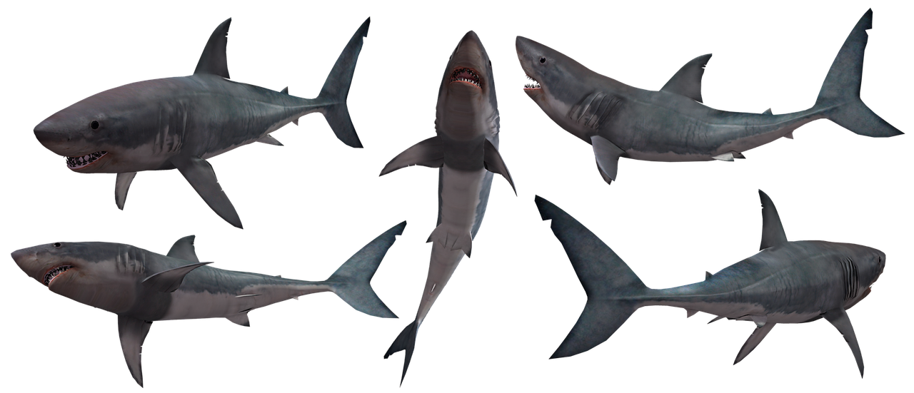 Tiburones: [Reino Animal, Alimentación, Hábitat y Caza]