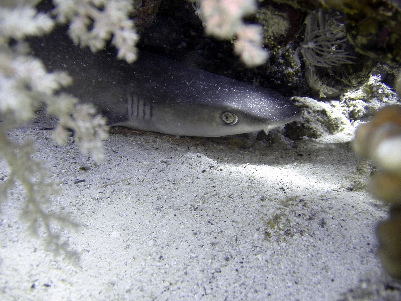 Tiburones: [Reino Animal, Alimentación, Hábitat y Caza]