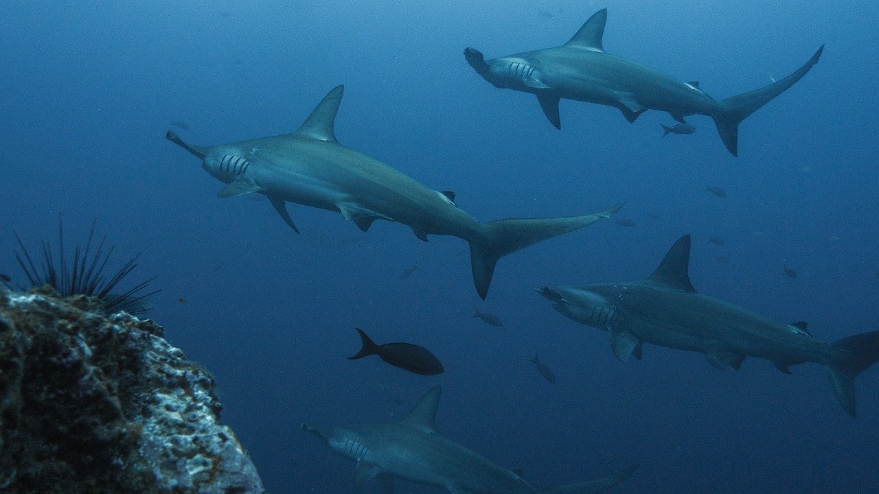 La Reproducción de los Tiburones: ¿Cómo? ¿Cuándo? y ¿Dónde?