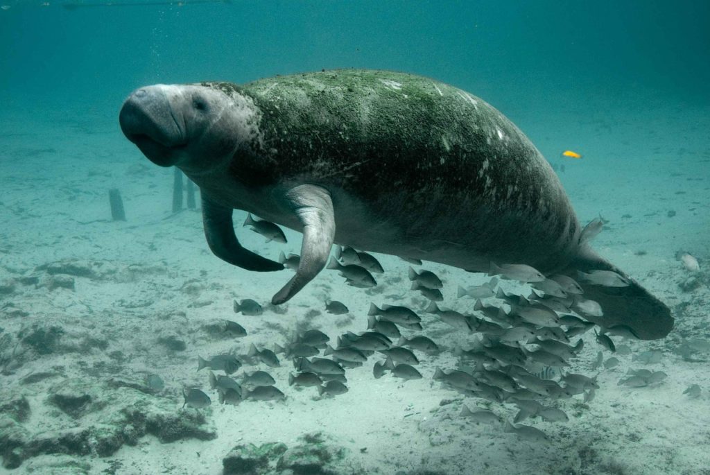 Animales Marinos En Peligro De Extinción Causas De Extinción Y