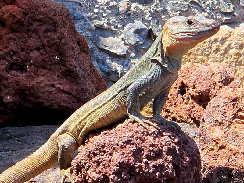 Flora y Fauna de las Islas Canarias: [Características y Ejemplos]