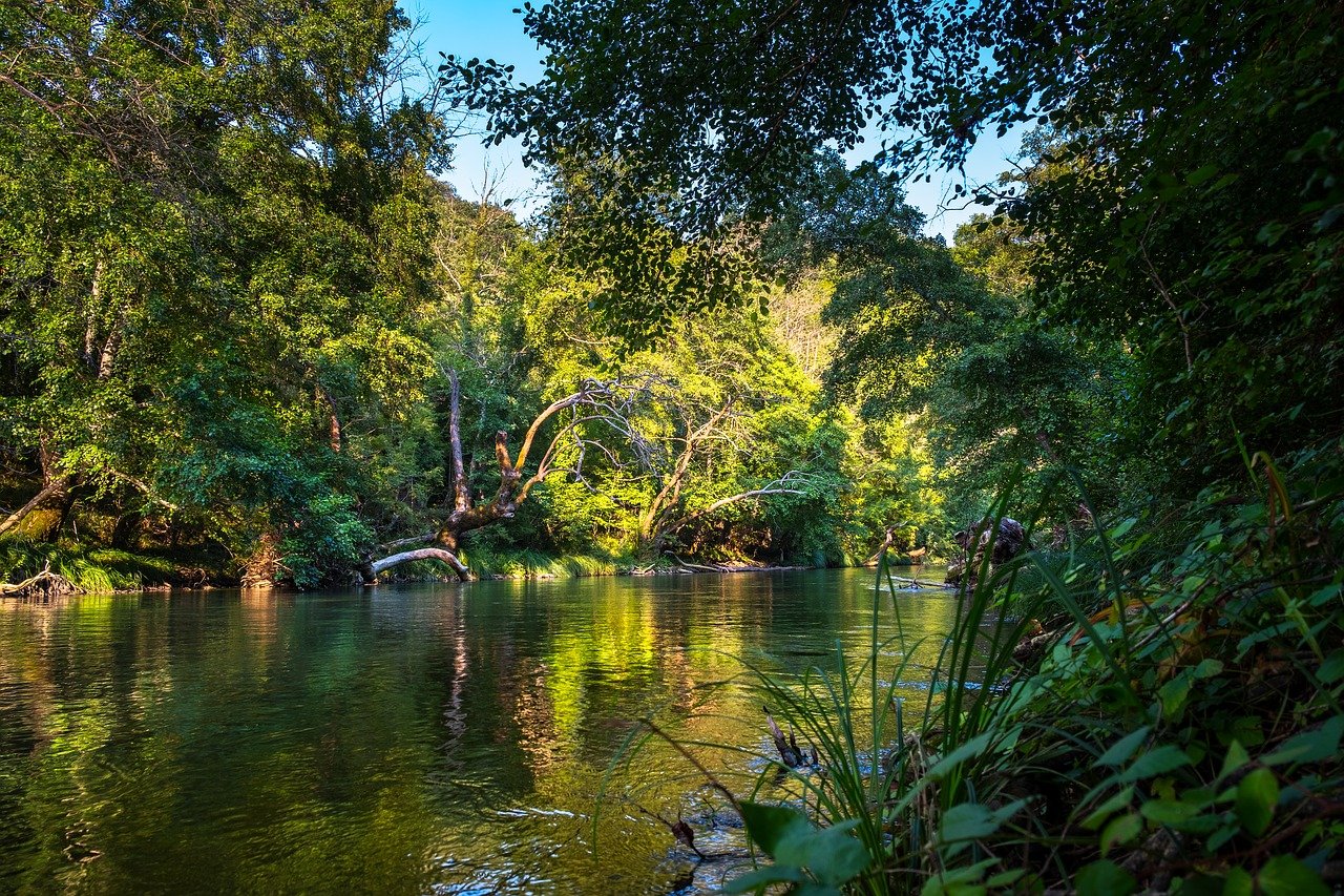 Bosque Tropical: [Características, Flora, Fauna y Temperatura]