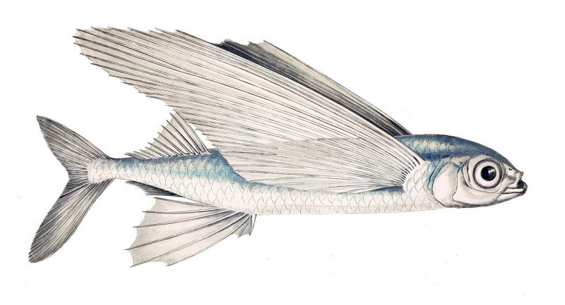 Peces Voladores: [Características y Ejemplos]