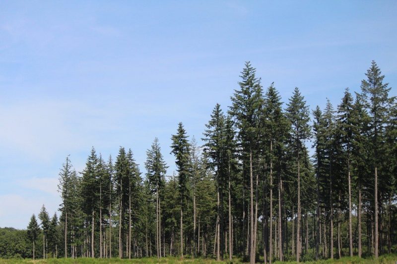 Bosque Boreal: [Características, Flora, Fauna y Temperatura]
