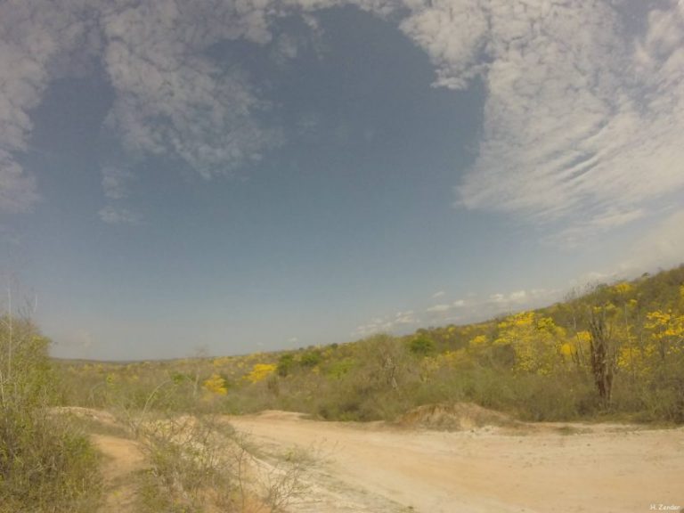 Bosque Ecuatorial: [Características, Flora, Fauna y Temperarura]