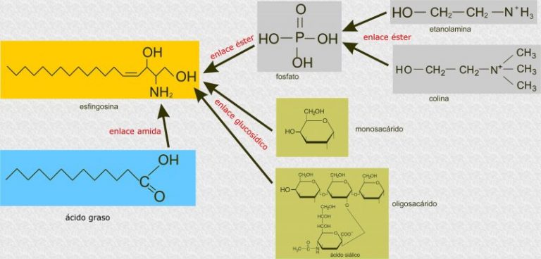 Esfingolípidos: [Concepto, Función, Estructura y Síntesis]