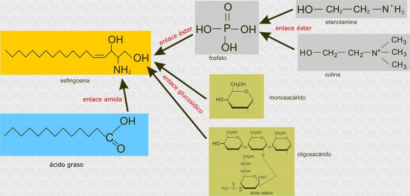 Esfingolípidos: [Concepto, Función, Estructura y Síntesis]