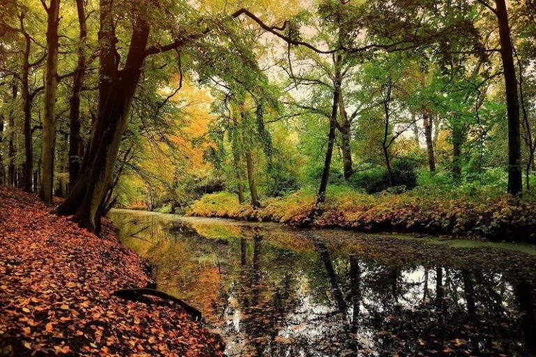 Bosque Caducifolio: [Características, Flora, Fauna y Temperatura]