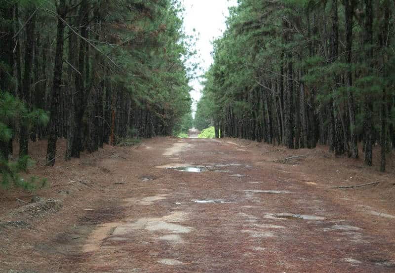 Bosques Artificiales: [Características, Ubicación y Ejemplo]