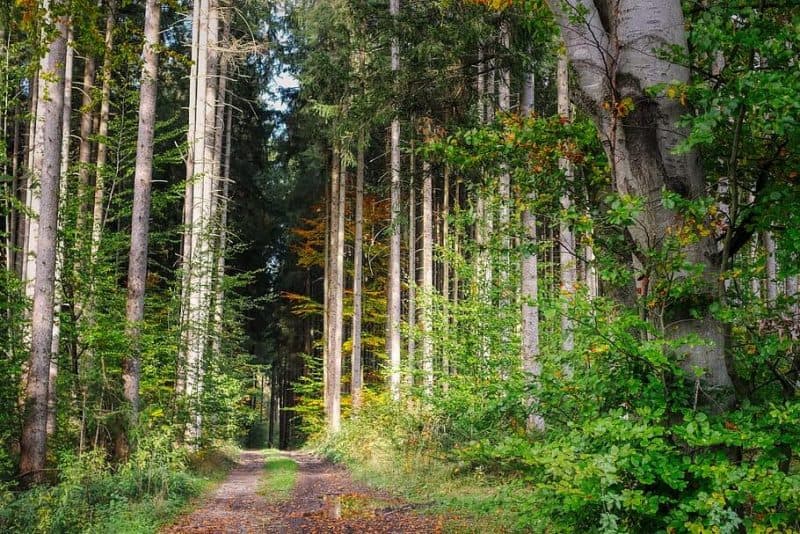 Bosques Artificiales: [Características, Ubicación y Ejemplo]