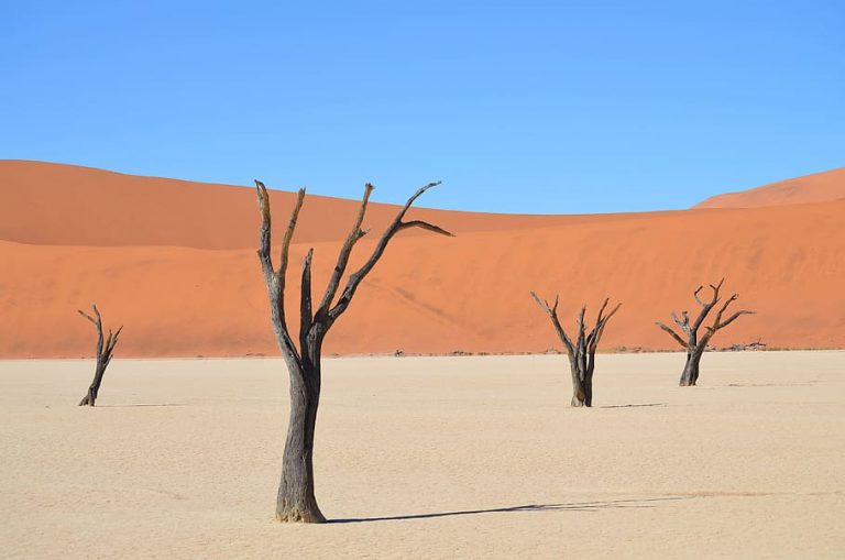 Clima Árido: [Características, Flora, Fauna y Adaptabilidad]