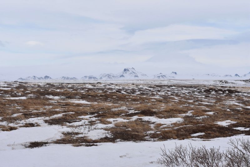 Clima de Tundra: [Características, Flora, Fauna y Adaptabilidad]