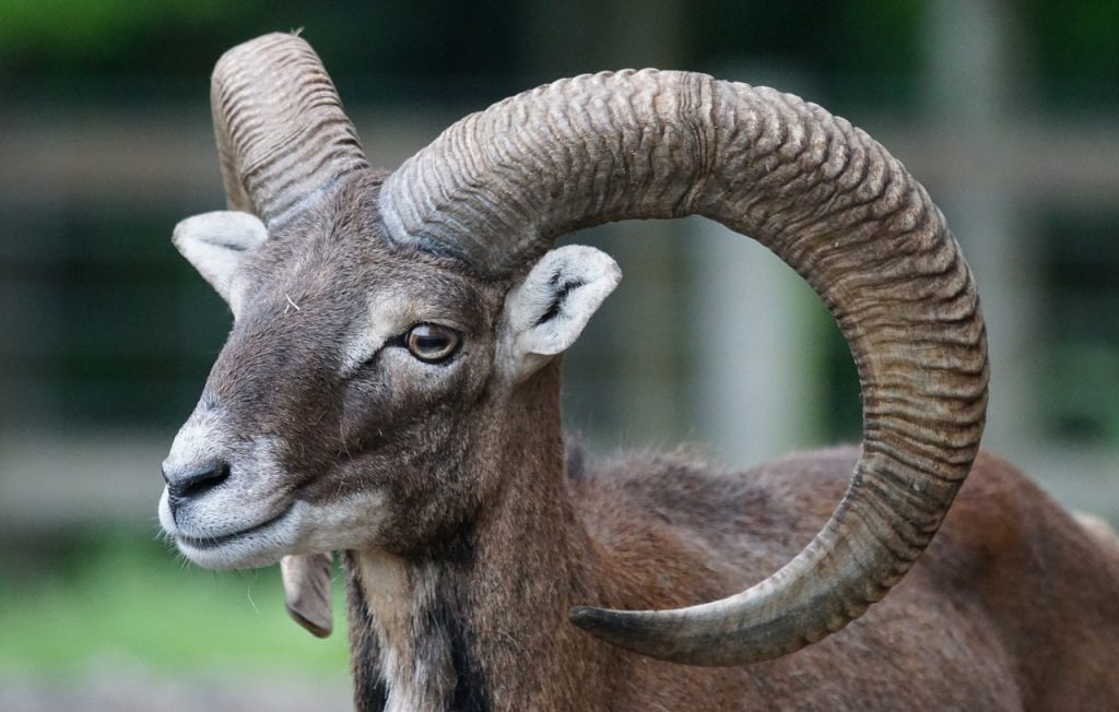 Flora Y Fauna De Francia: [Características Y Ejemplos] – BYFAN