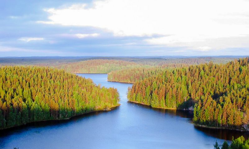 Bosque Finlandés: [Características, Flora, Fauna y Temperatura]