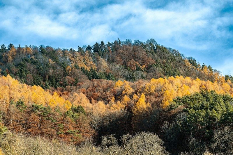 Bosque Caducifolio: [Características, Flora, Fauna y Temperatura]