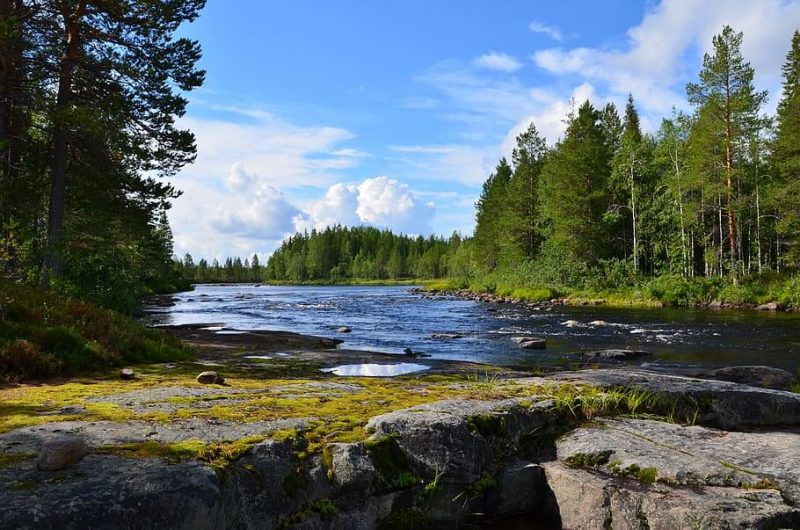 Los 3 Bosques más Grandes del Mundo: [Características e Imágenes]