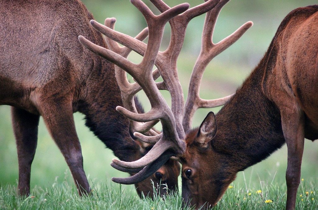 Clima de Europa: [Características, Flora, Fauna y Adaptabilidad]