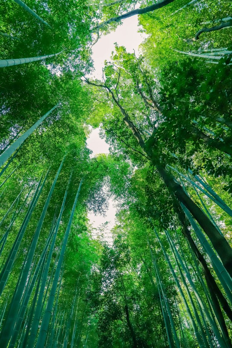 Clima Ecuatorial: [Características, Flora, Fauna y Adaptabilidad]