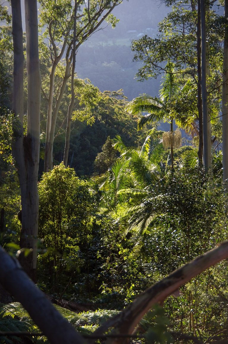 Bosque Subtropical: [Características, Flora, Fauna y Temperatura]