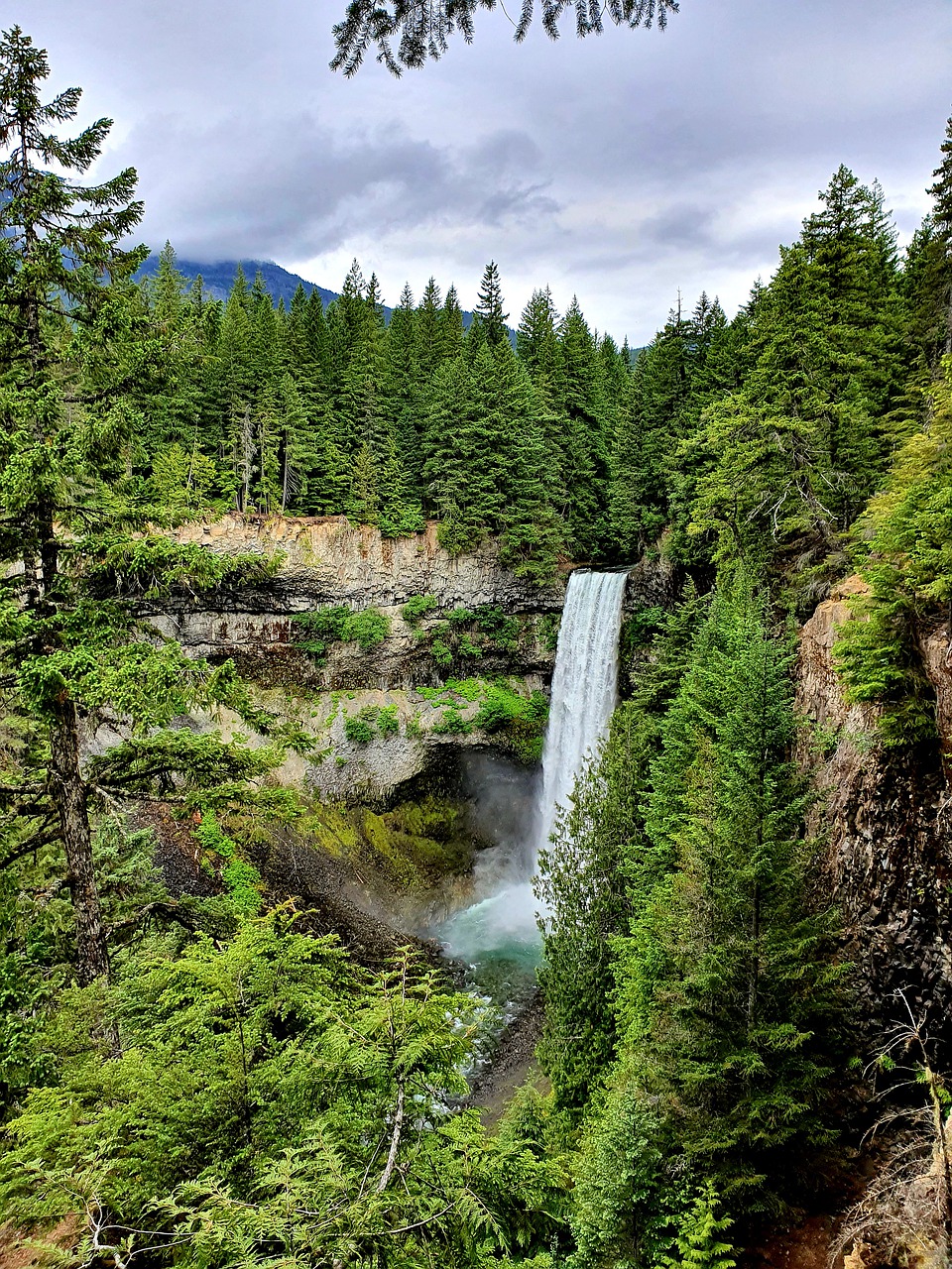 Bosque Subtropical: [Características, Flora, Fauna y Temperatura]