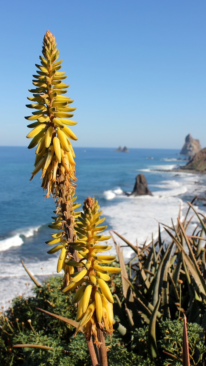 Flora y Fauna de las Islas Canarias: [Características y Ejemplos]