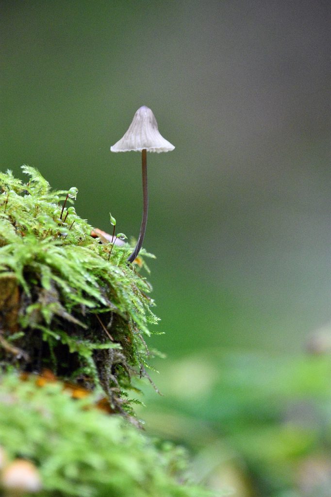 Clima Polar: [Características, Flora, Fauna y Adaptabilidad]