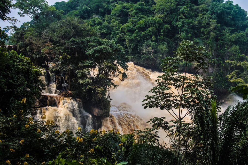 Los 3 Bosques más Grandes del Mundo: [Características e Imágenes]