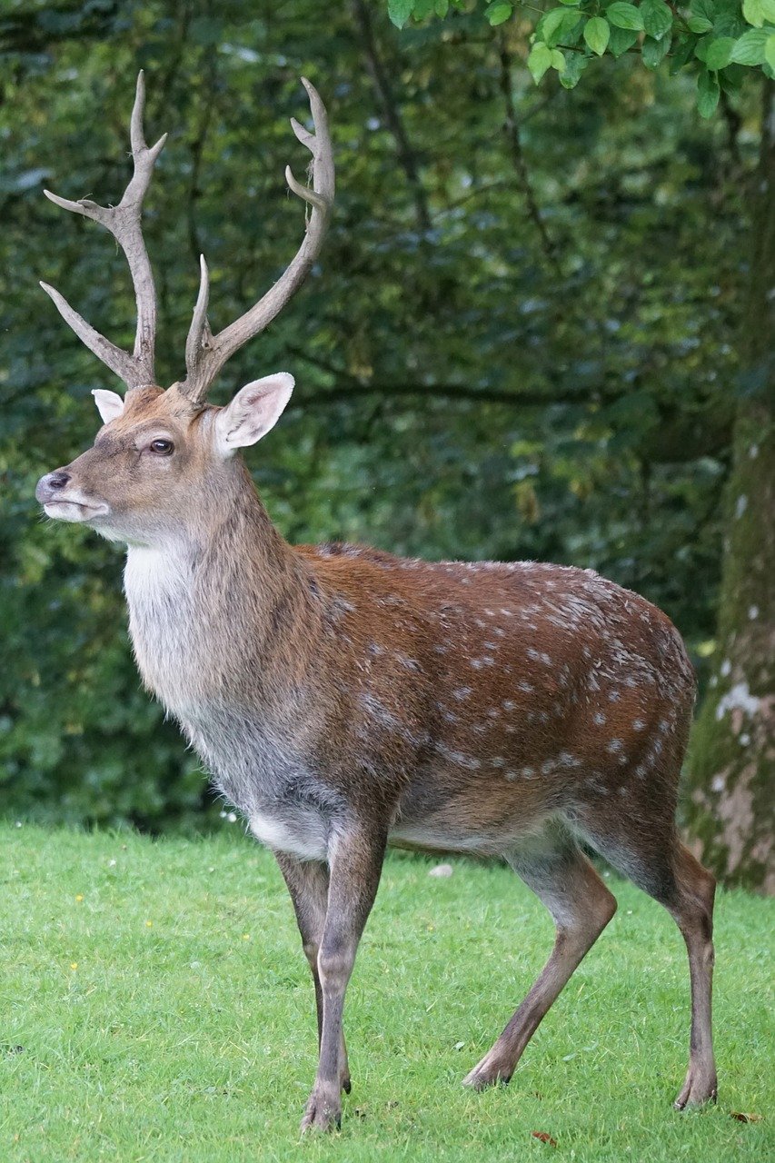 Flora y fauna de Francia: [Características y Ejemplos]
