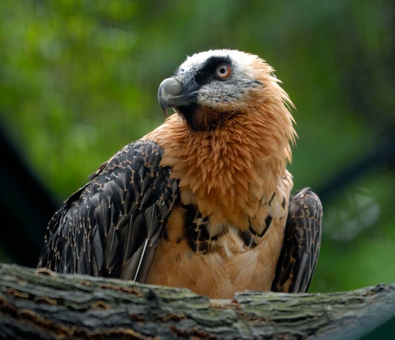 Flora y Fauna de España: [Características y Ejemplos]