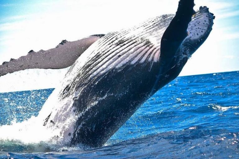Ballenas Azules: [Características, Hábitat, Alimentación y Reproducción]
