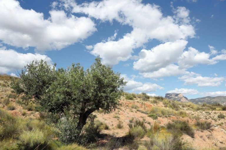 Matorral: [Características, Flora, Fauna y Adaptabilidad]