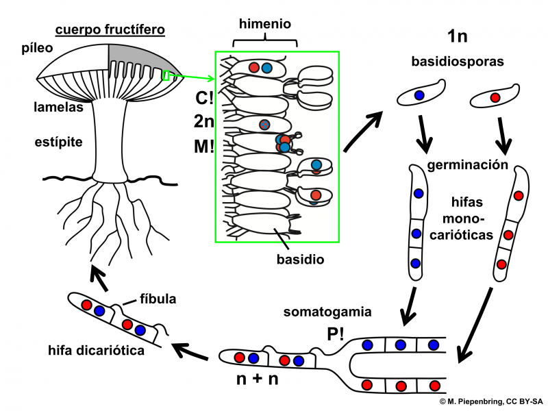 Basidiosporas: [Características, Tipos, Reproducción y Alimentación]