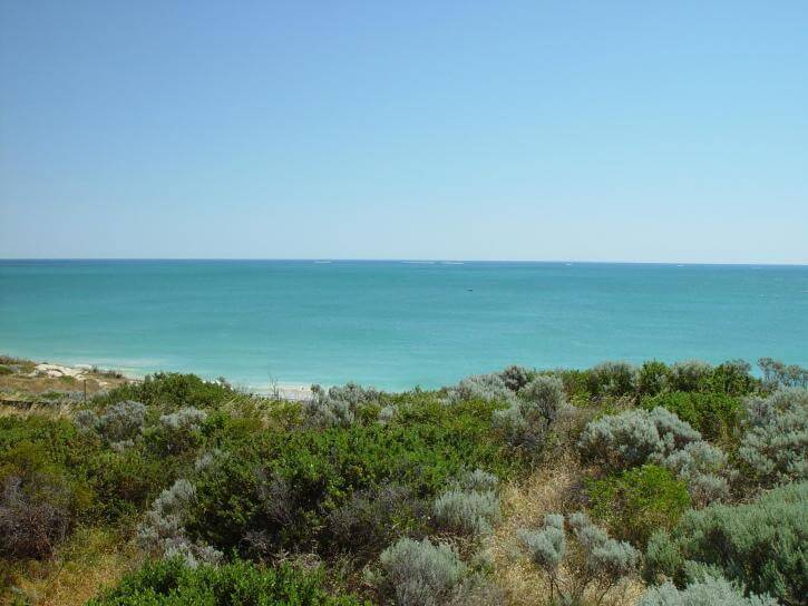 Matorral: [Características, Flora, Fauna y Adaptabilidad]