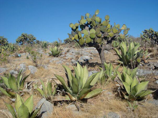 Matorral: [Características, Flora, Fauna y Adaptabilidad]